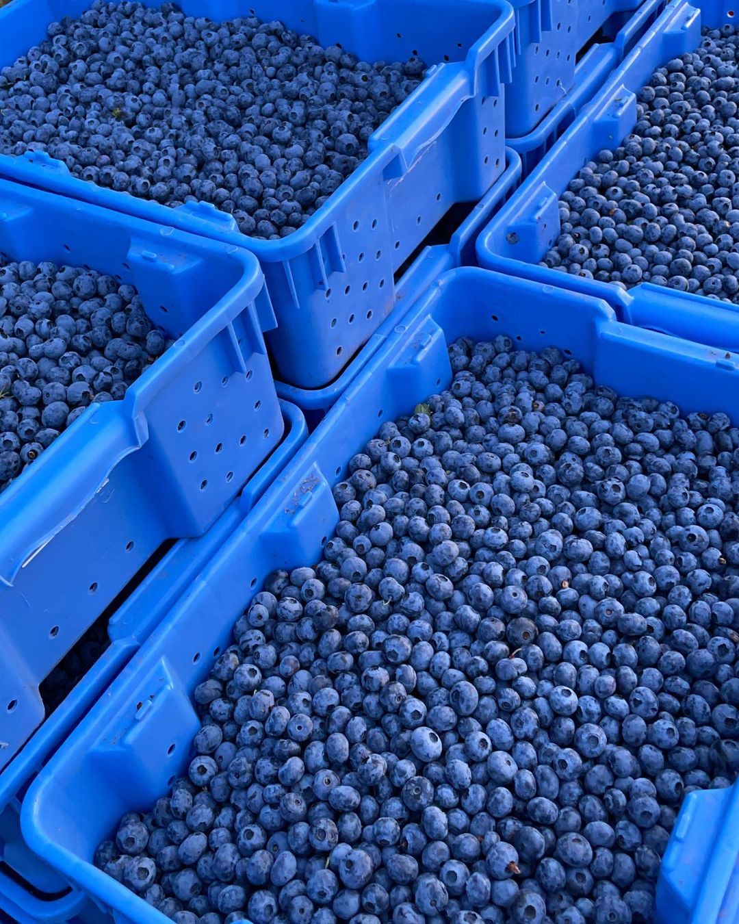Canadian Wholesale IQF & Fresh Blueberries | Highland Fruit Packers