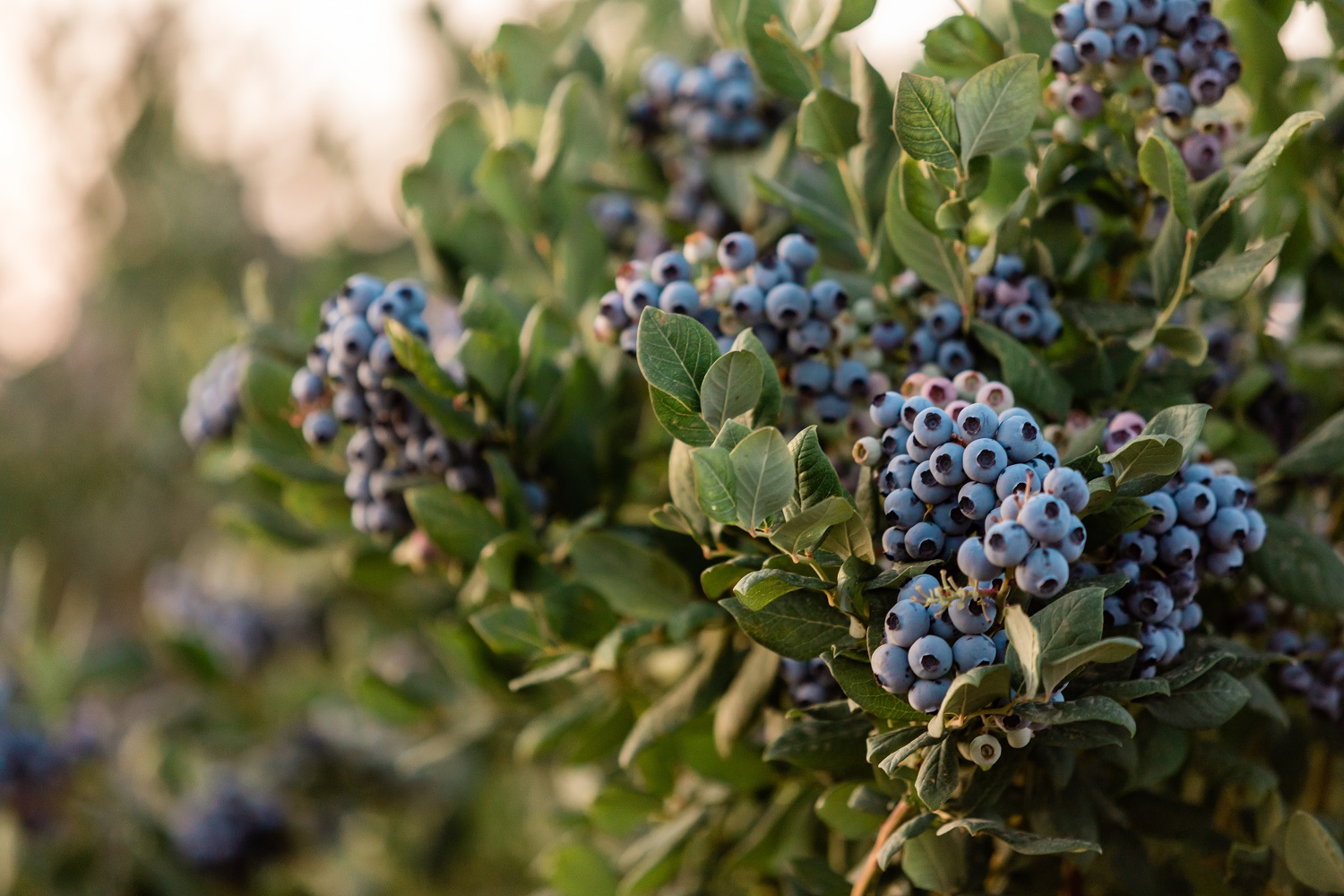 Canadian Wholesale IQF & Fresh Blueberries | Highland Fruit Packers