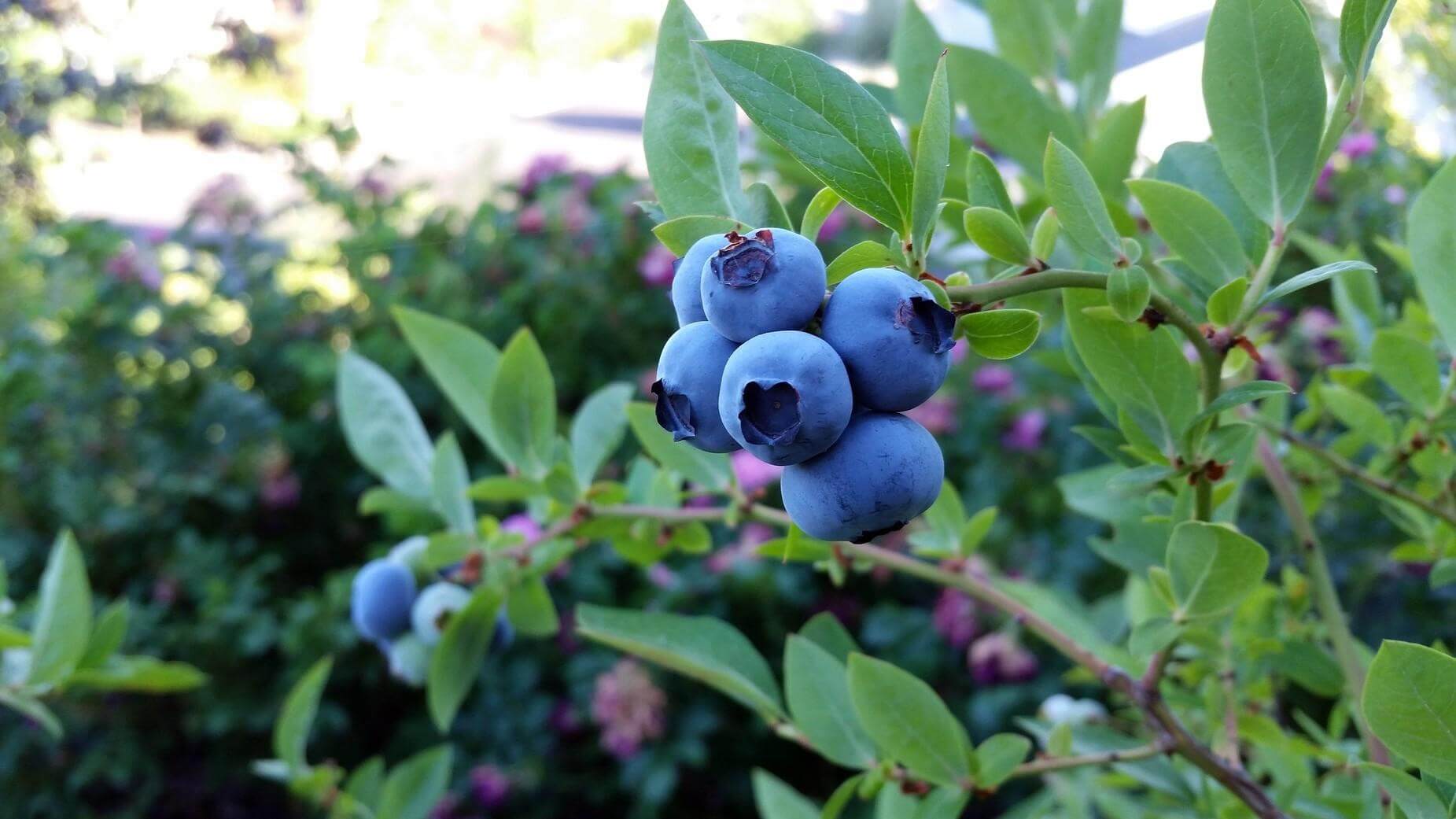 Canadian Wholesale IQF & Fresh Blueberries | Highland Fruit Packers